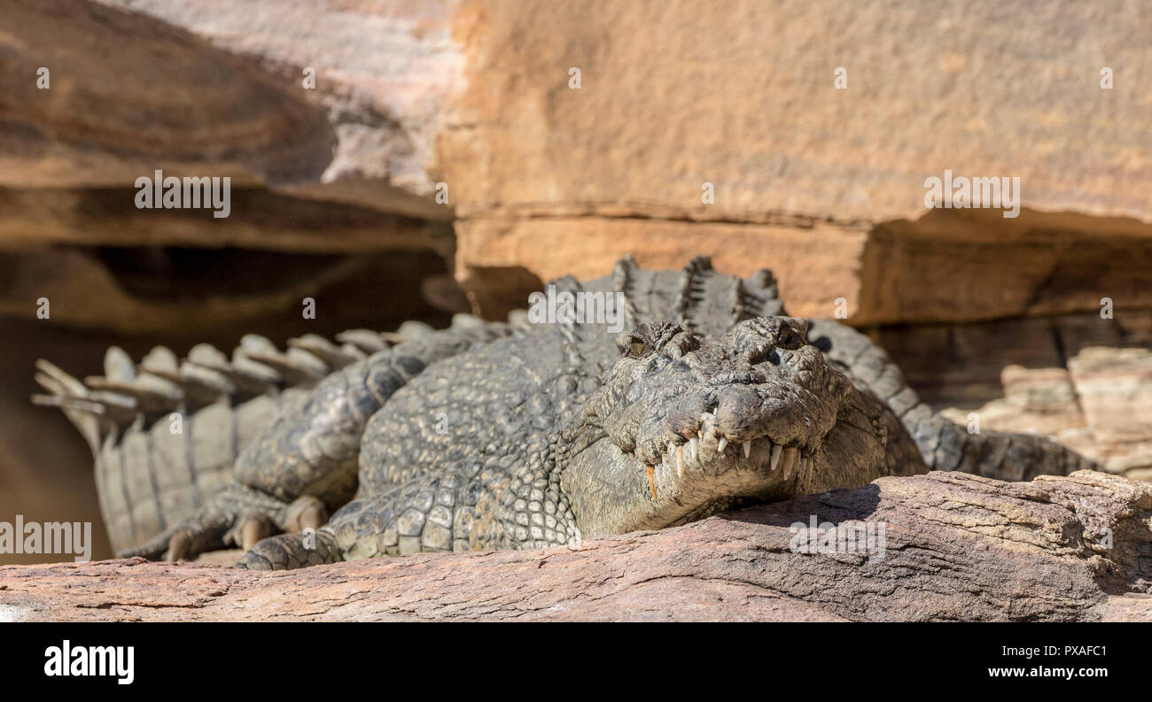 Crocodile sunbaking hi-res stock photography and images - Alamy