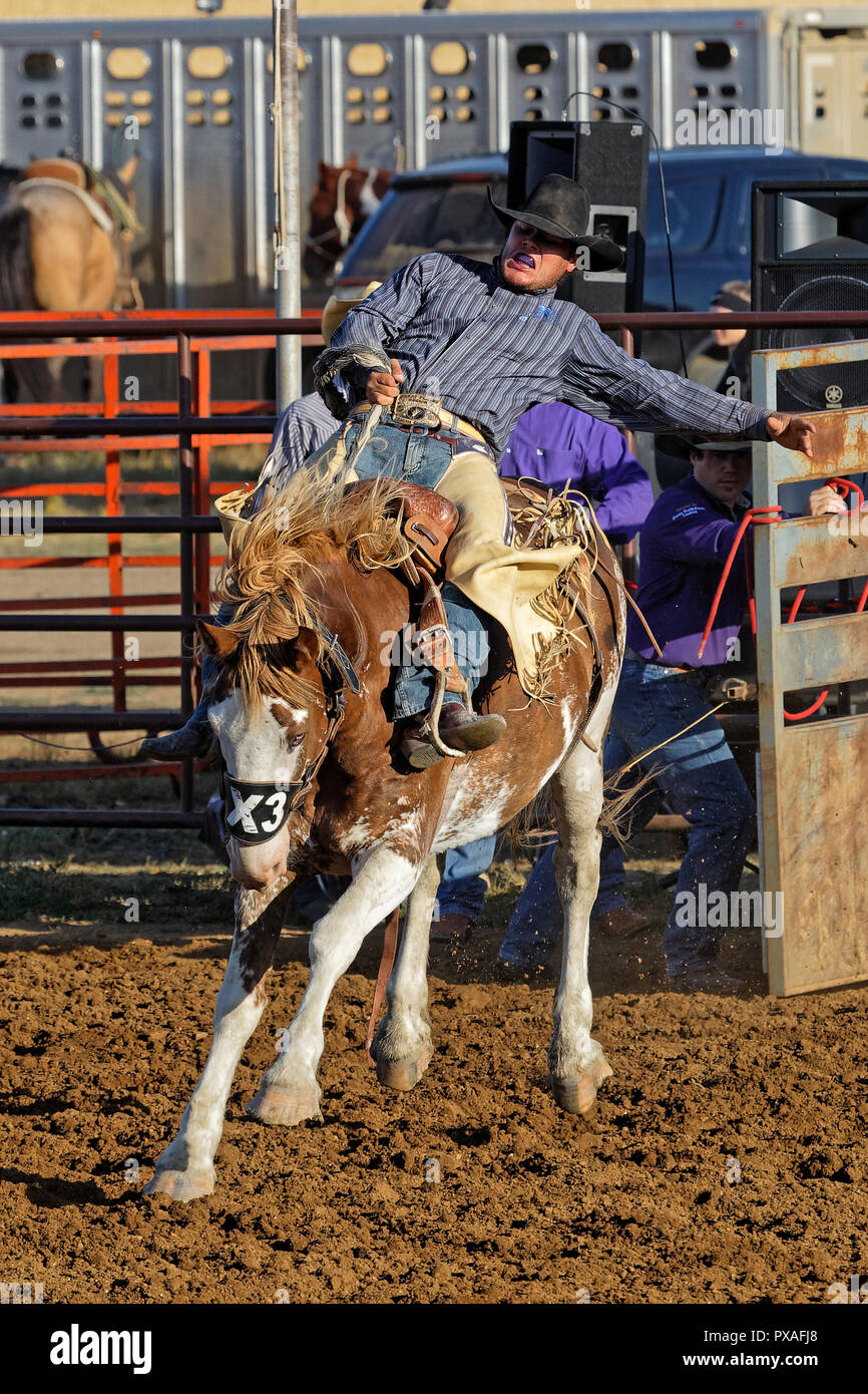 Saddle bronc riding hi-res stock photography and images - Alamy