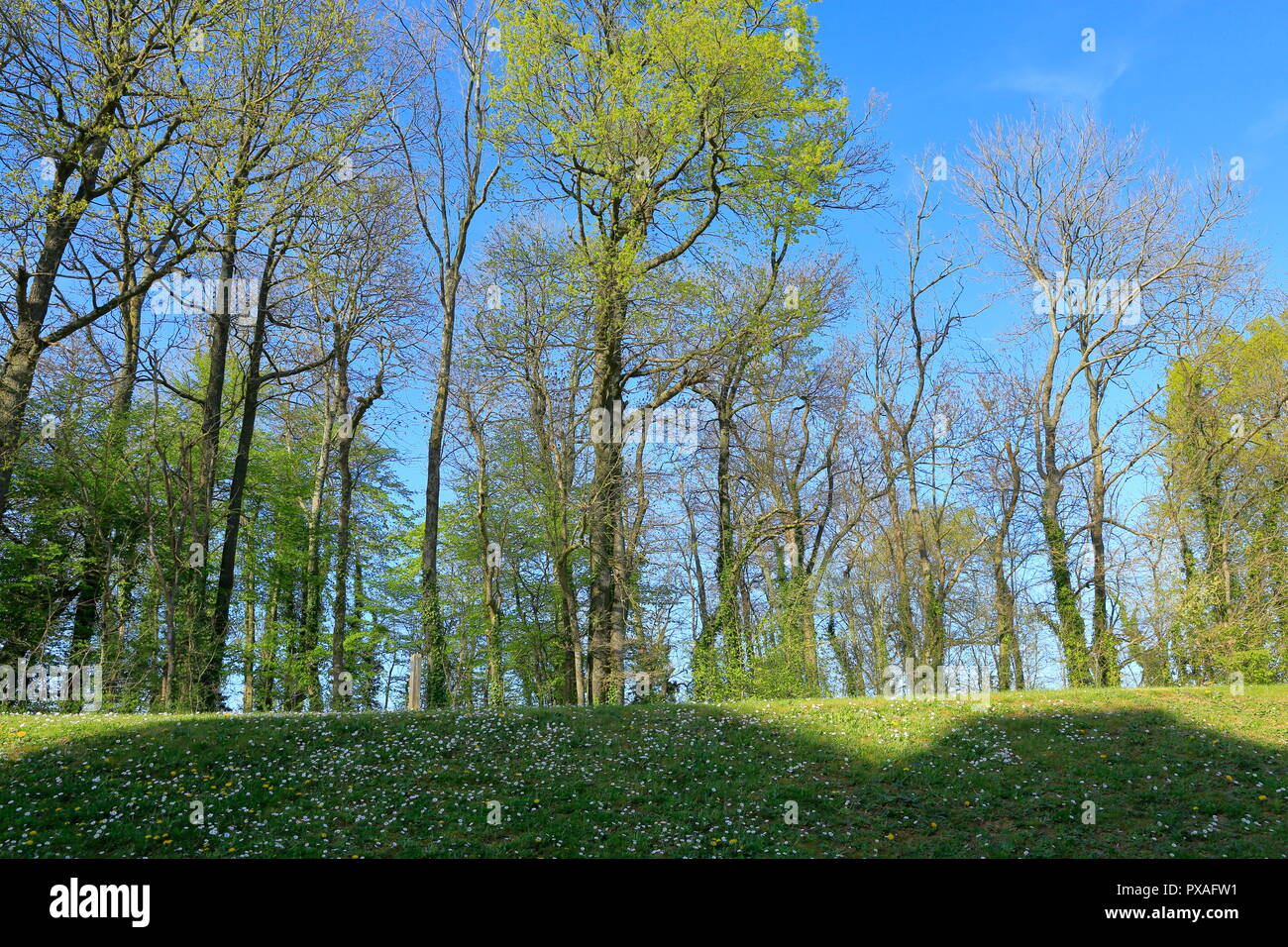 Spring colors began to show nature and trees Stock Photo - Alamy