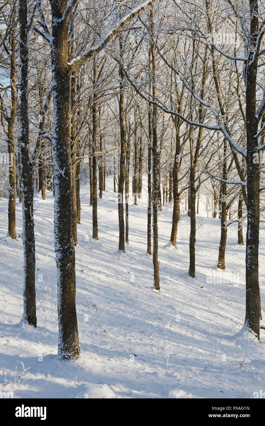 Frost in the forest hi-res stock photography and images - Alamy