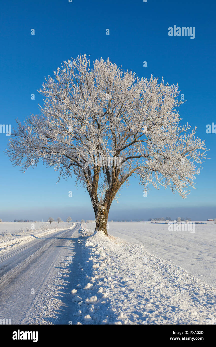 Empty country road with single tree hi-res stock photography and images ...