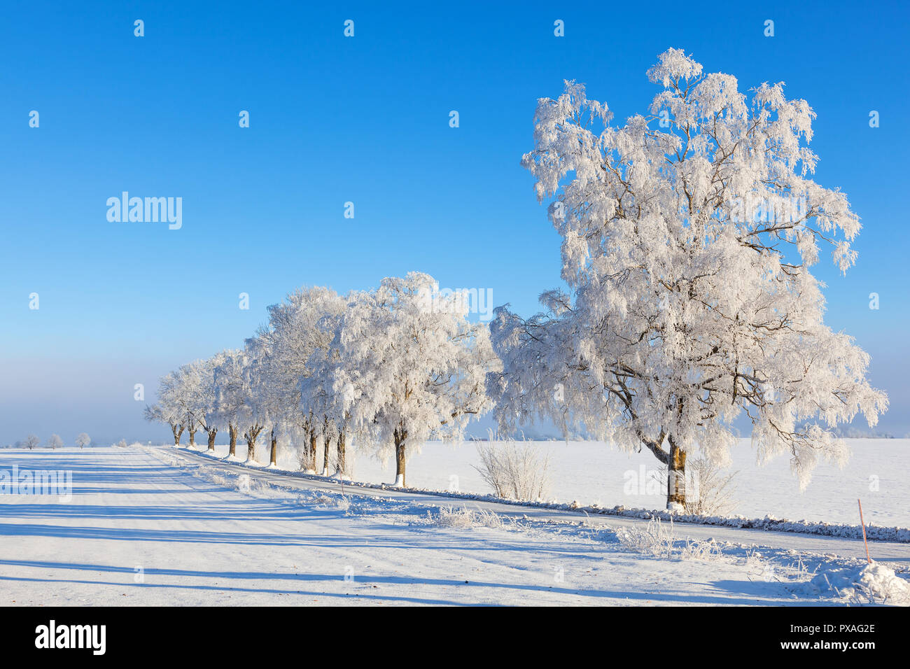 Tree lined road in a beautiful winter landscape Stock Photo - Alamy
