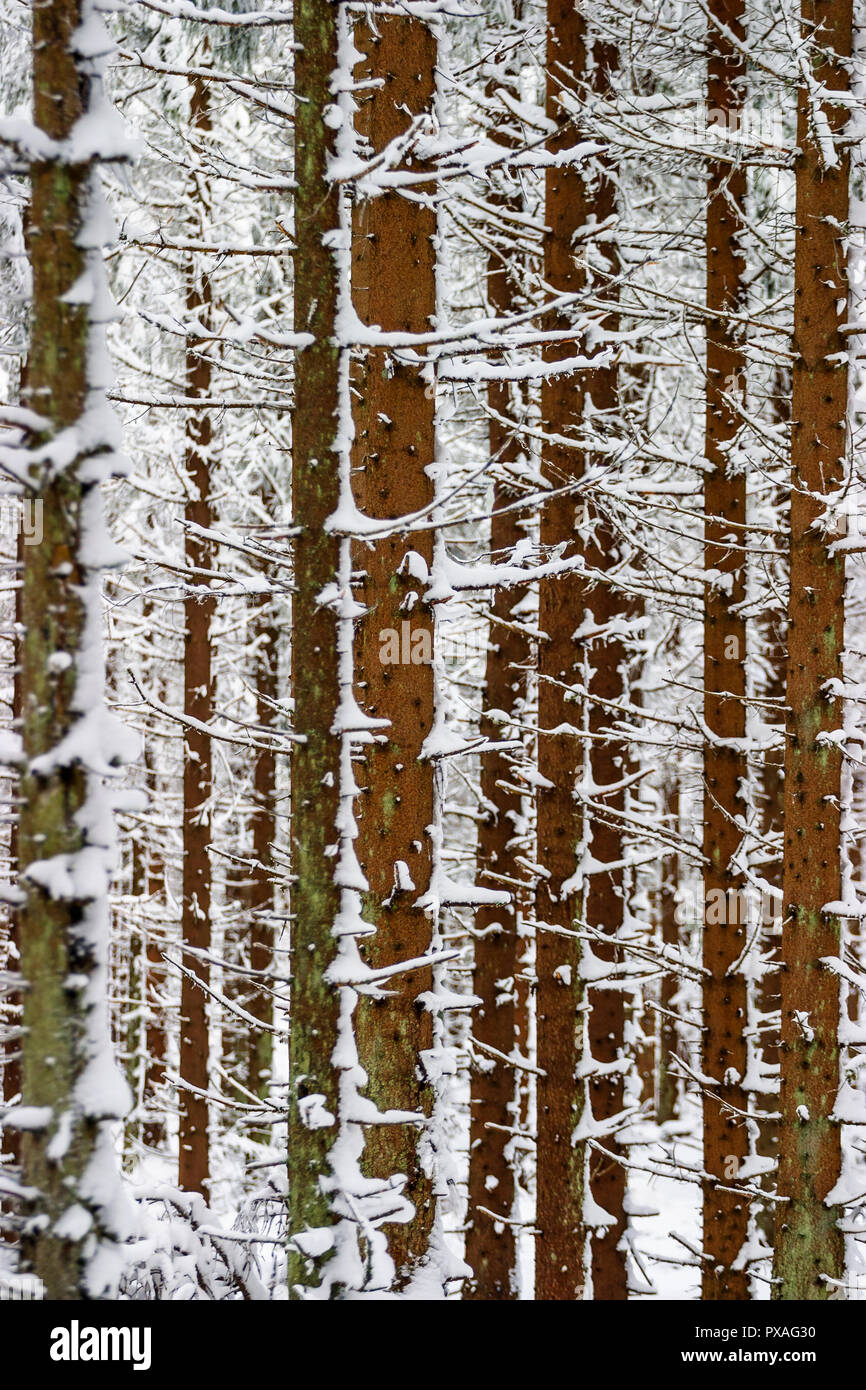 Spruce tree trunks hi-res stock photography and images - Alamy