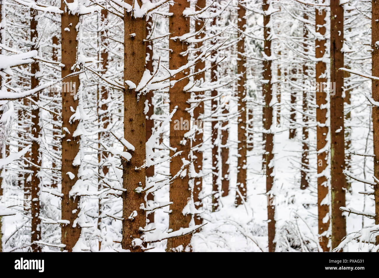 Frosted tree trunks hi-res stock photography and images - Alamy