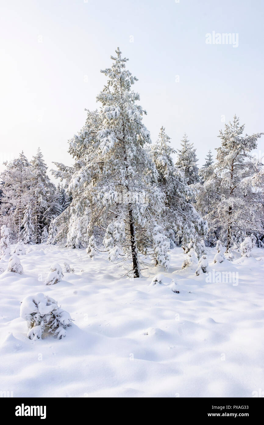 Frosted spruce tree hi-res stock photography and images - Alamy
