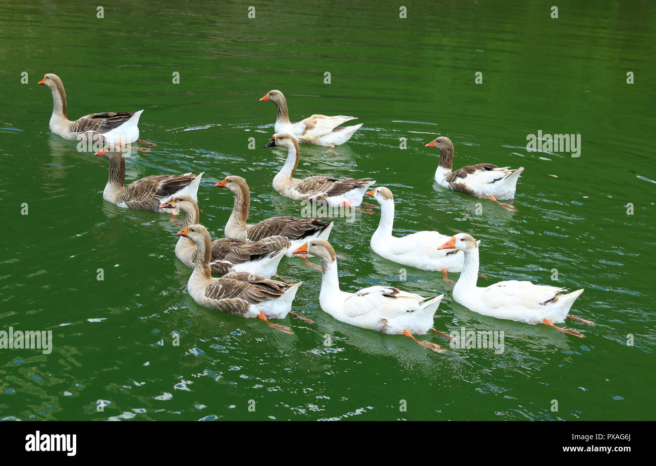 Rural pond floating geese hi-res stock photography and images - Alamy