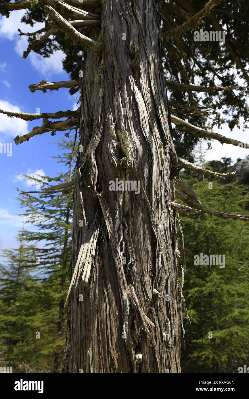 Cedar tree on the background of cloudy background Stock Photo - Alamy