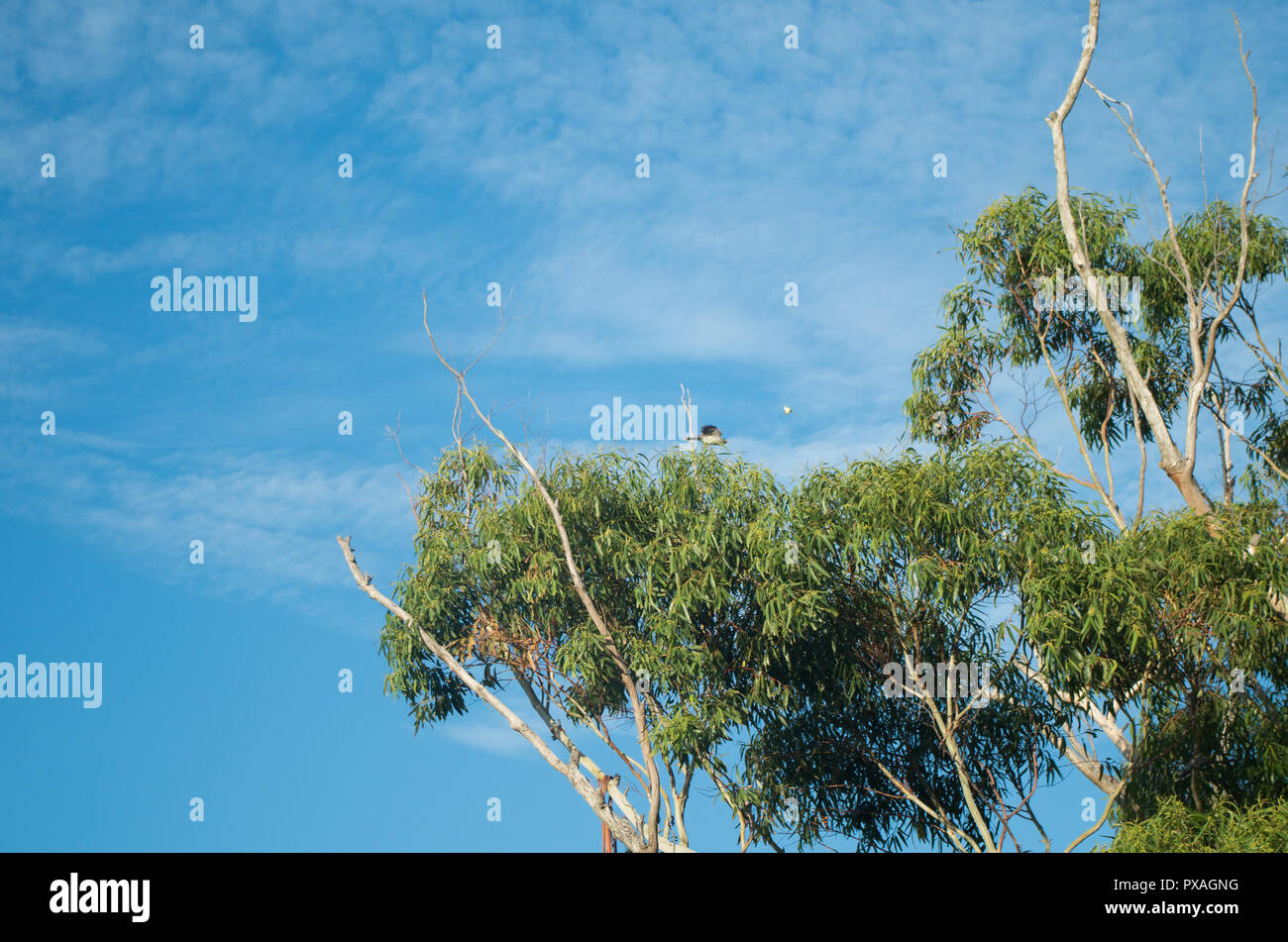 Chasing a butterfly hi-res stock photography and images - Alamy