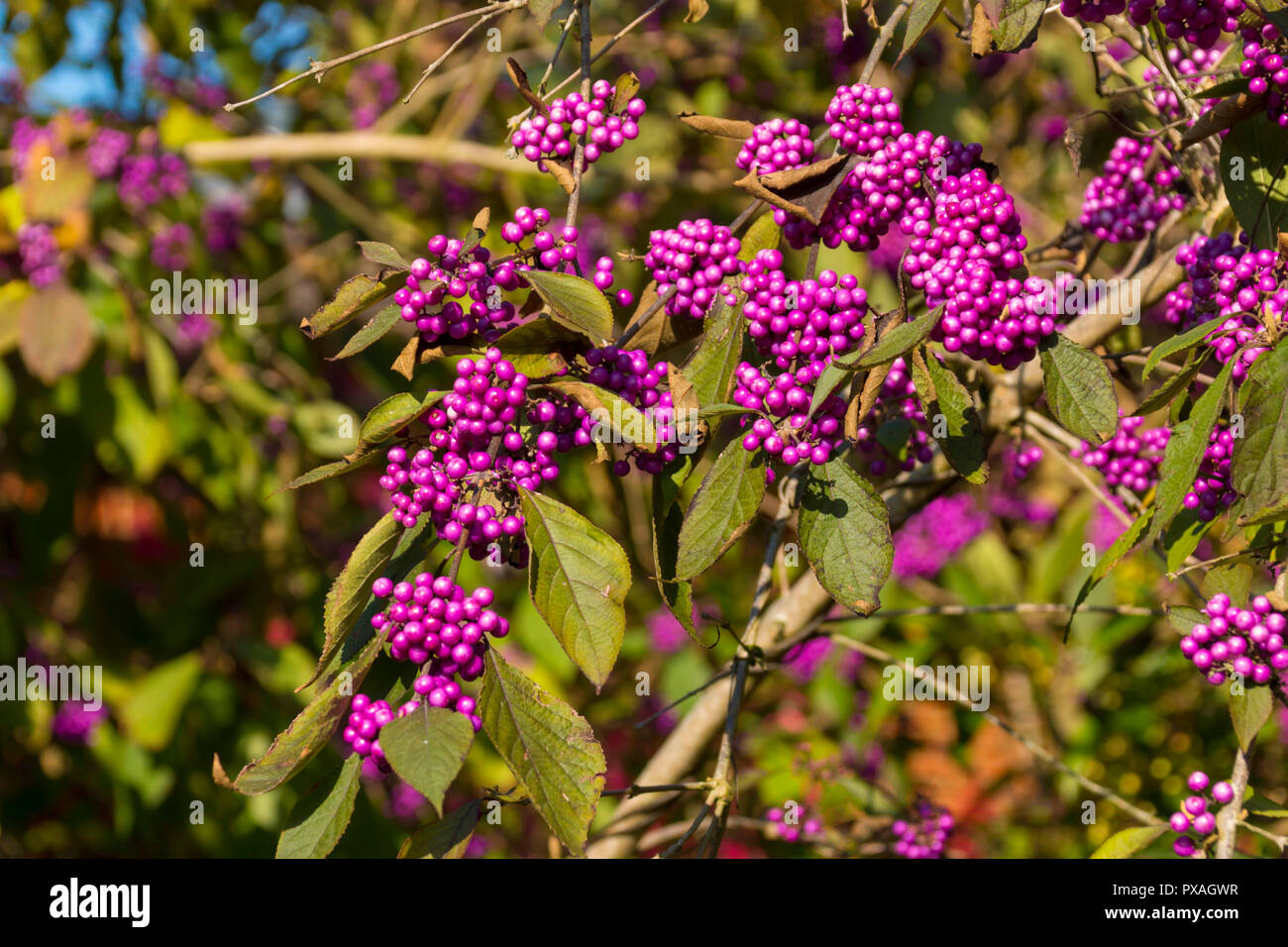 Garden Shrub With Purple Berries Stock Photos & Garden Shrub With ...