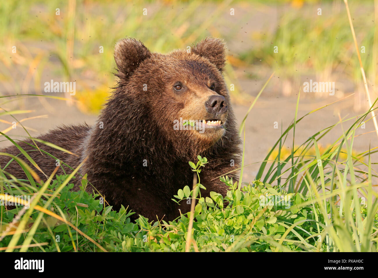 Brown Bear cub eating vegetation at Silver Salmon Lodge Lake Clark ...