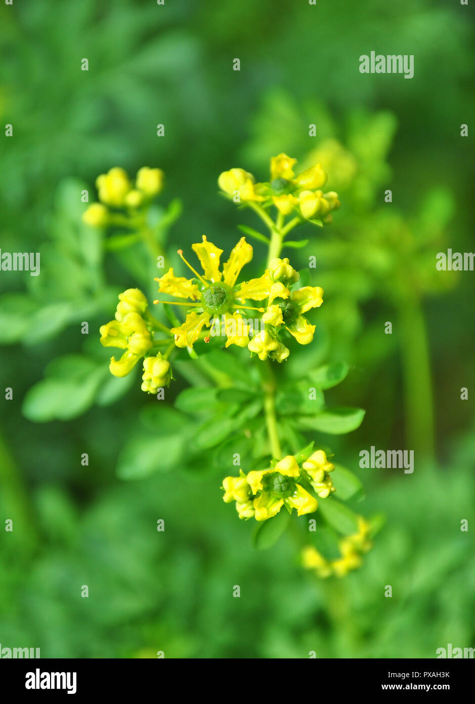 Common rue (Ruta graveolens Stock Photo - Alamy