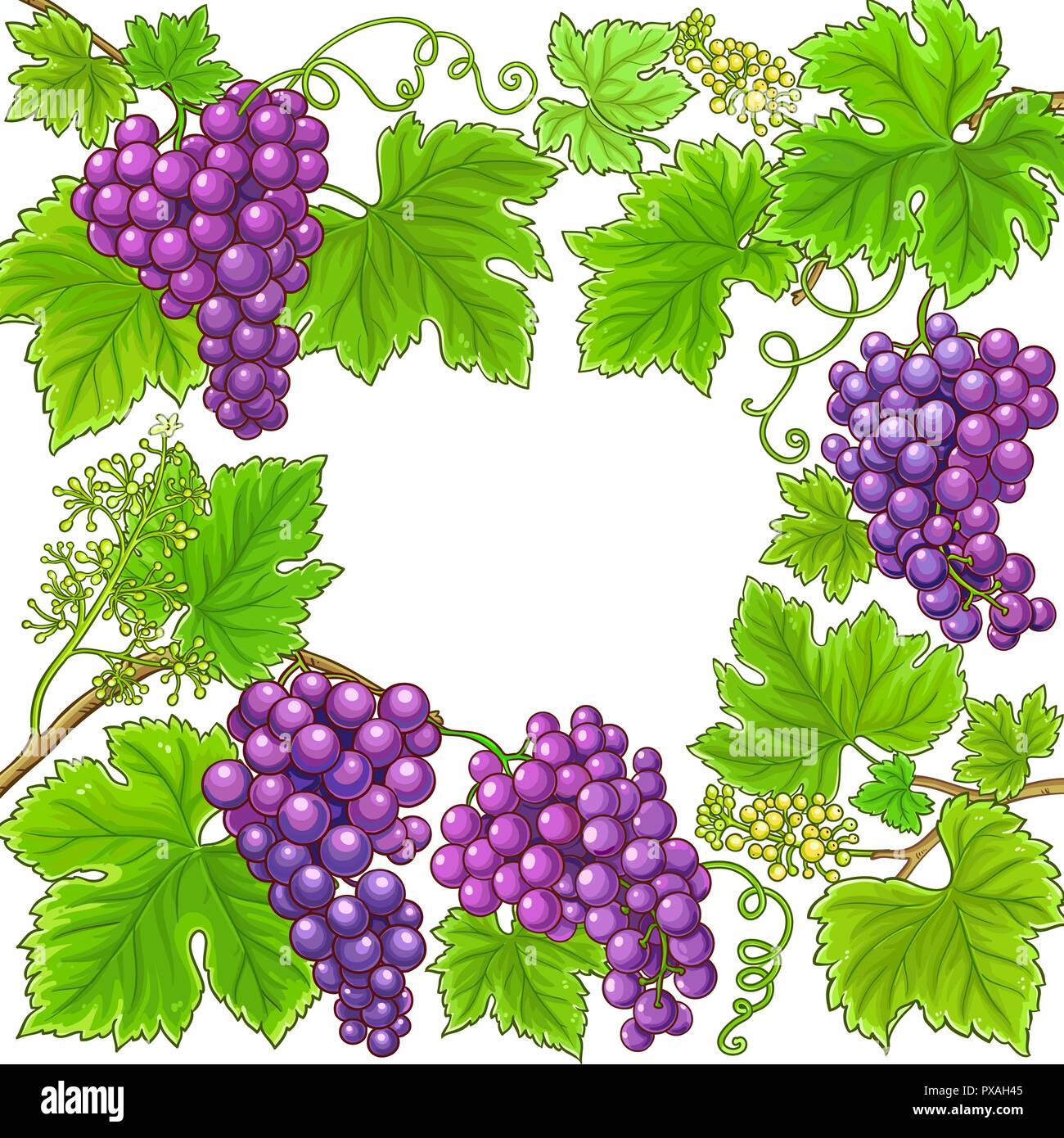 grapes vector frame on white background Stock Vector Image & Art - Alamy