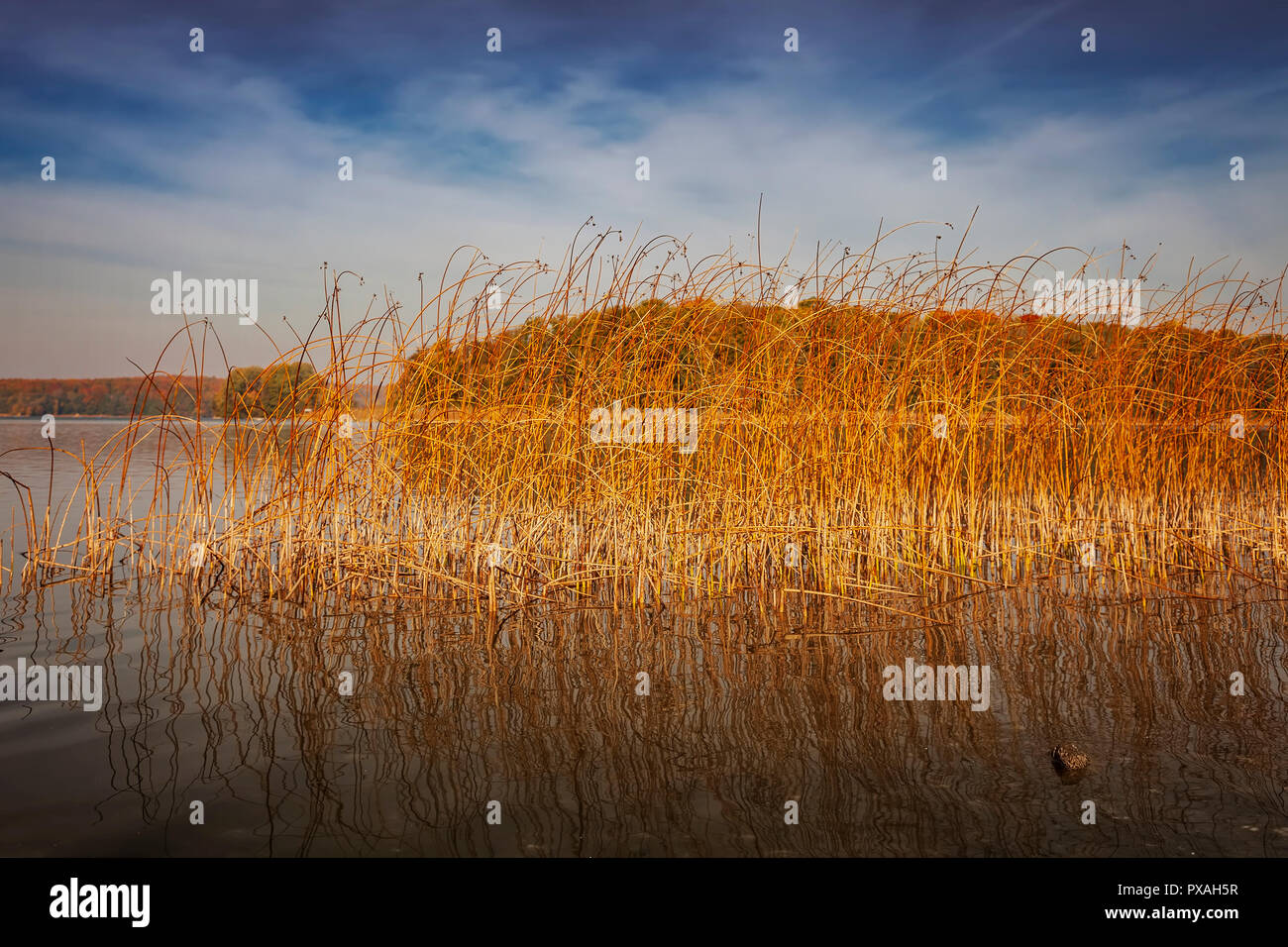 Golden reed hi-res stock photography and images - Alamy