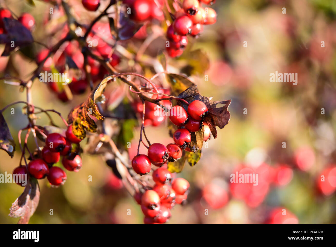 Red hawthorn fruit, ripe fruit, autumn colors red, pink, yellow, gold ...