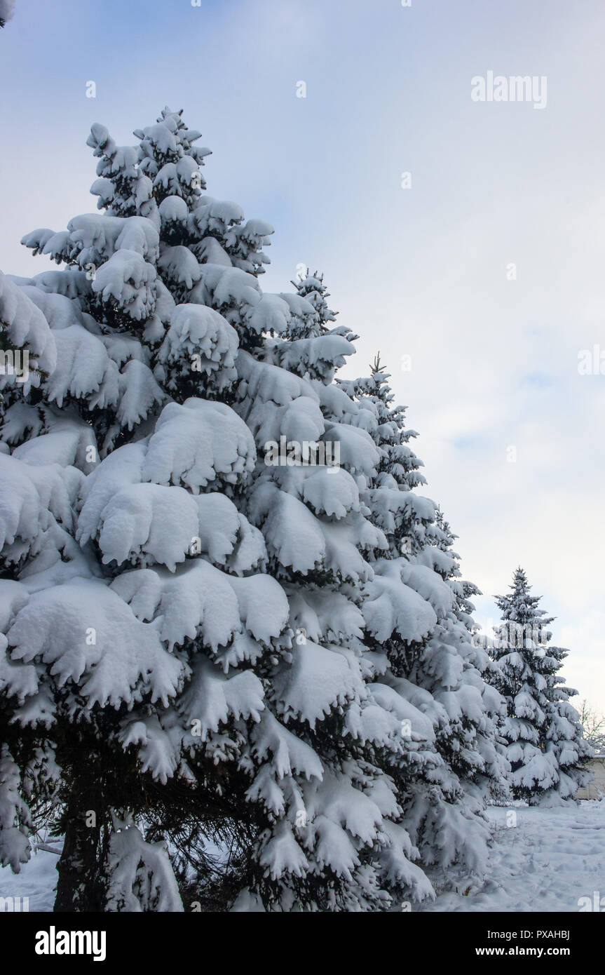 Green fluffy fir tree in the snow, Christmas wallpaper concept Stock ...