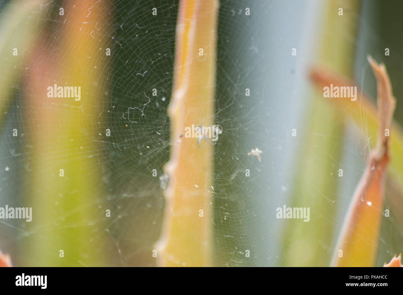 Dead spider in web hi-res stock photography and images - Alamy