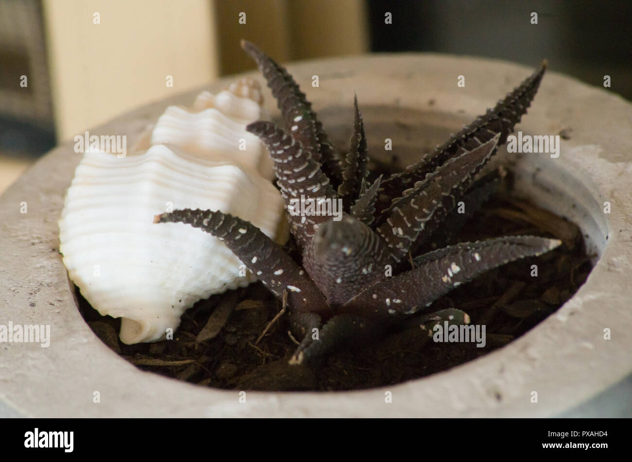Pot and shell hi-res stock photography and images - Alamy