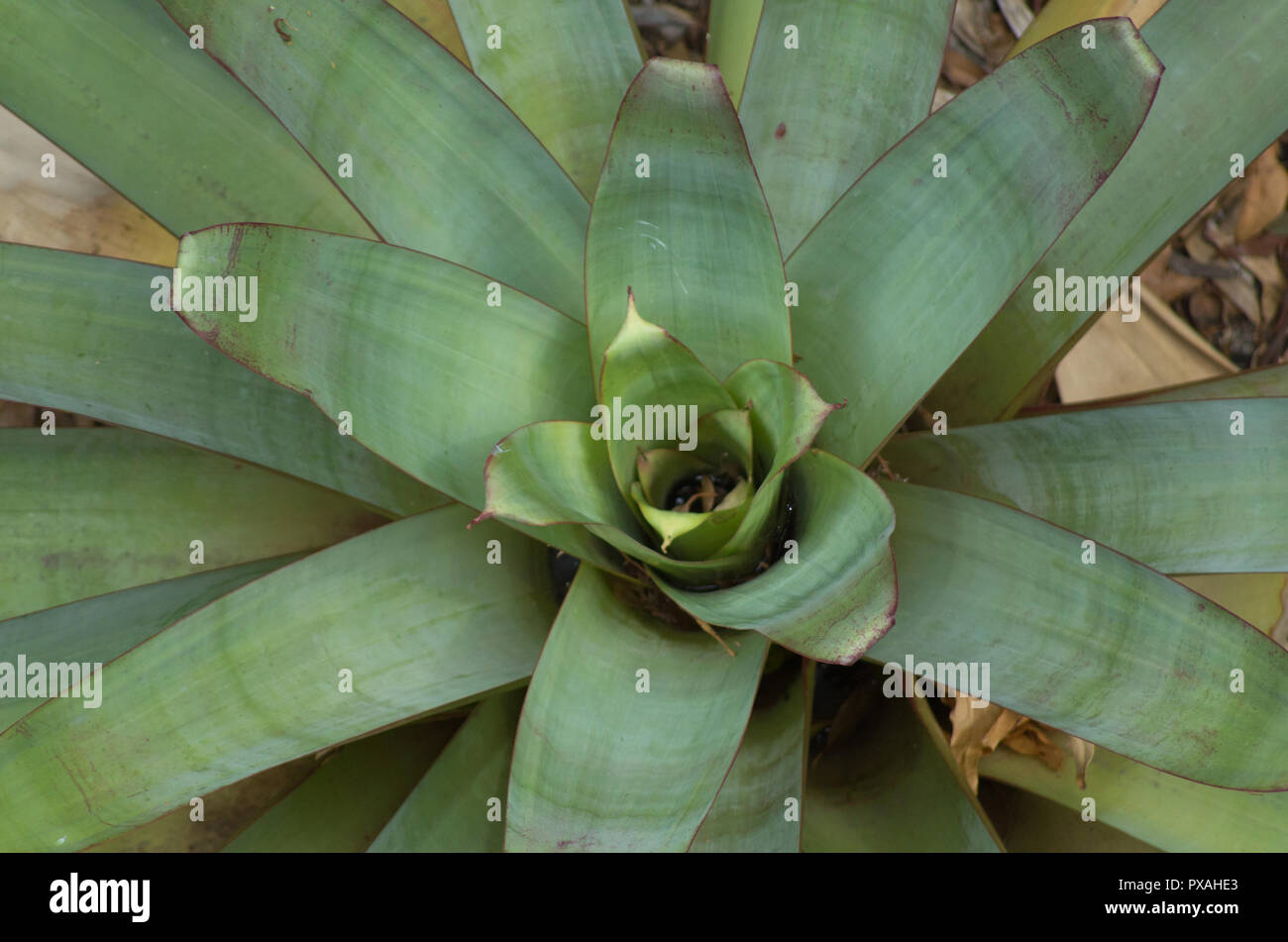 Top down shot of a green succulent in a pot plant Stock Photo - Alamy