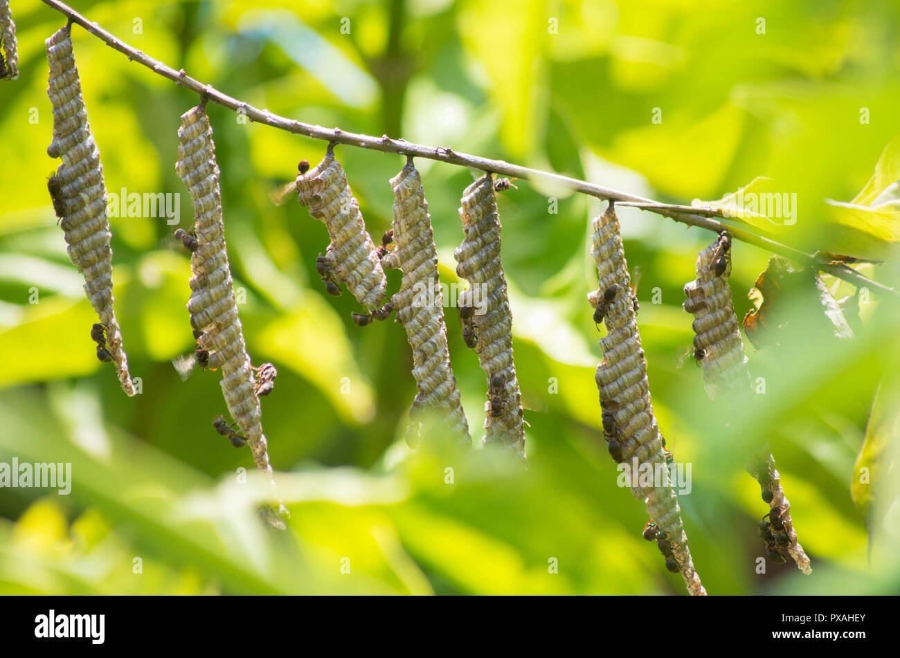 Hive of flying insects building nests on a thin branch Stock Photo - Alamy