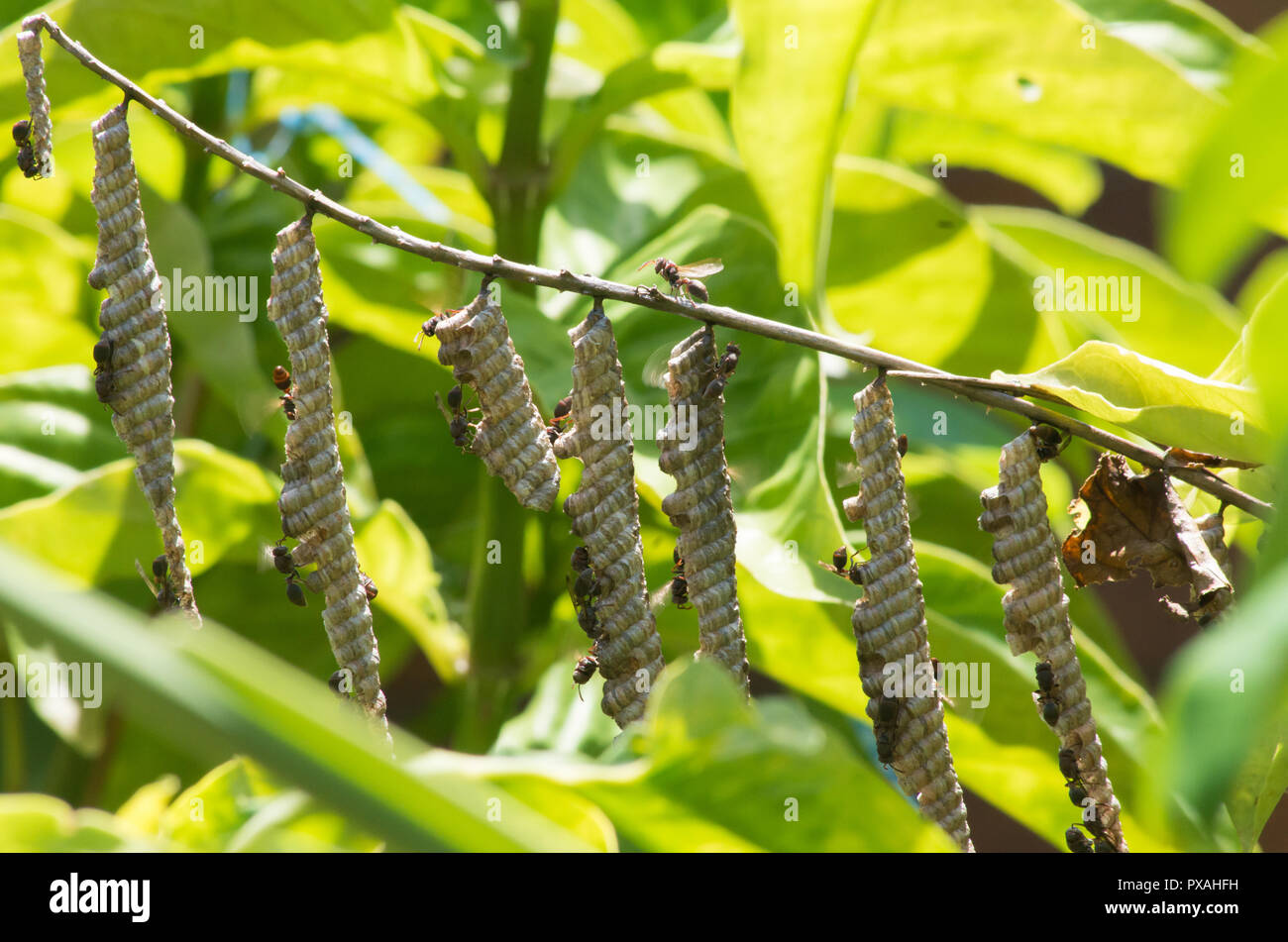 Hive of flying insects building nests on a thin branch Stock Photo - Alamy