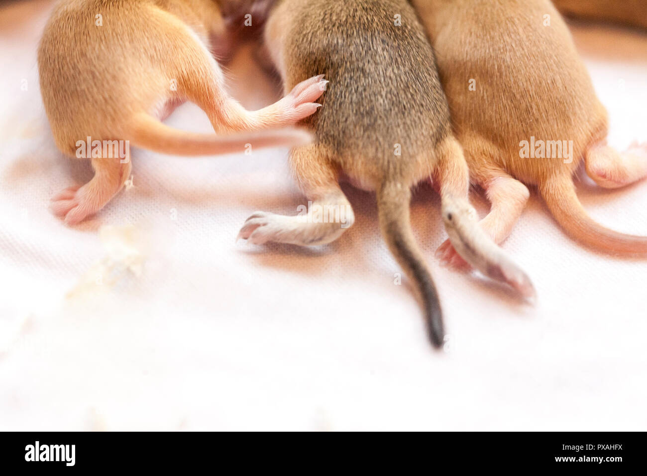 Tails and paws of cute small mice babies. Closeup image Stock Photo - Alamy