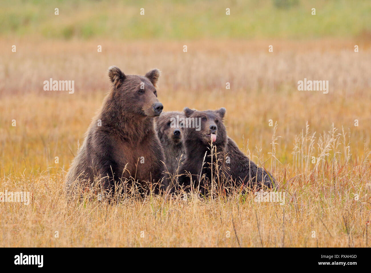 Female brown bear two cubs hi-res stock photography and images - Alamy