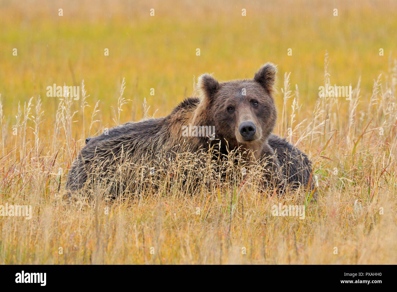 Female Brown Bear at Silver Salmon Lodge Lark Clark National Park ...