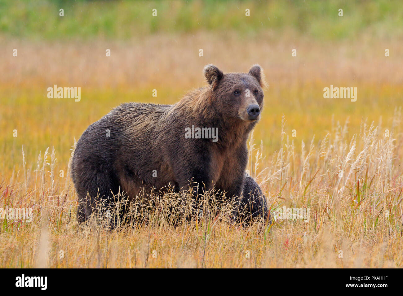 Female Brown Bear at Silver Salmon Lodge Lark Clark National Park ...