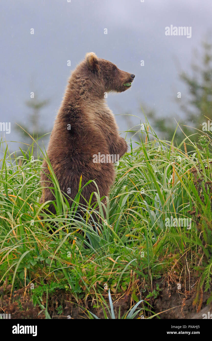 Brown bear cub standing hi-res stock photography and images - Alamy