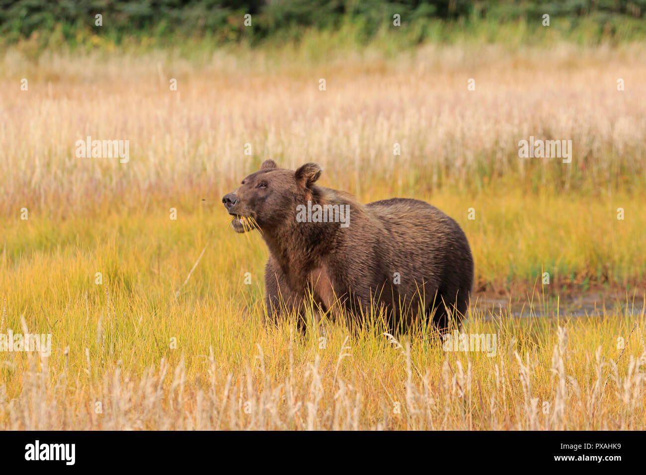 Female Brown Bear at Silver Salmon Lodge Lark Clark National Park ...