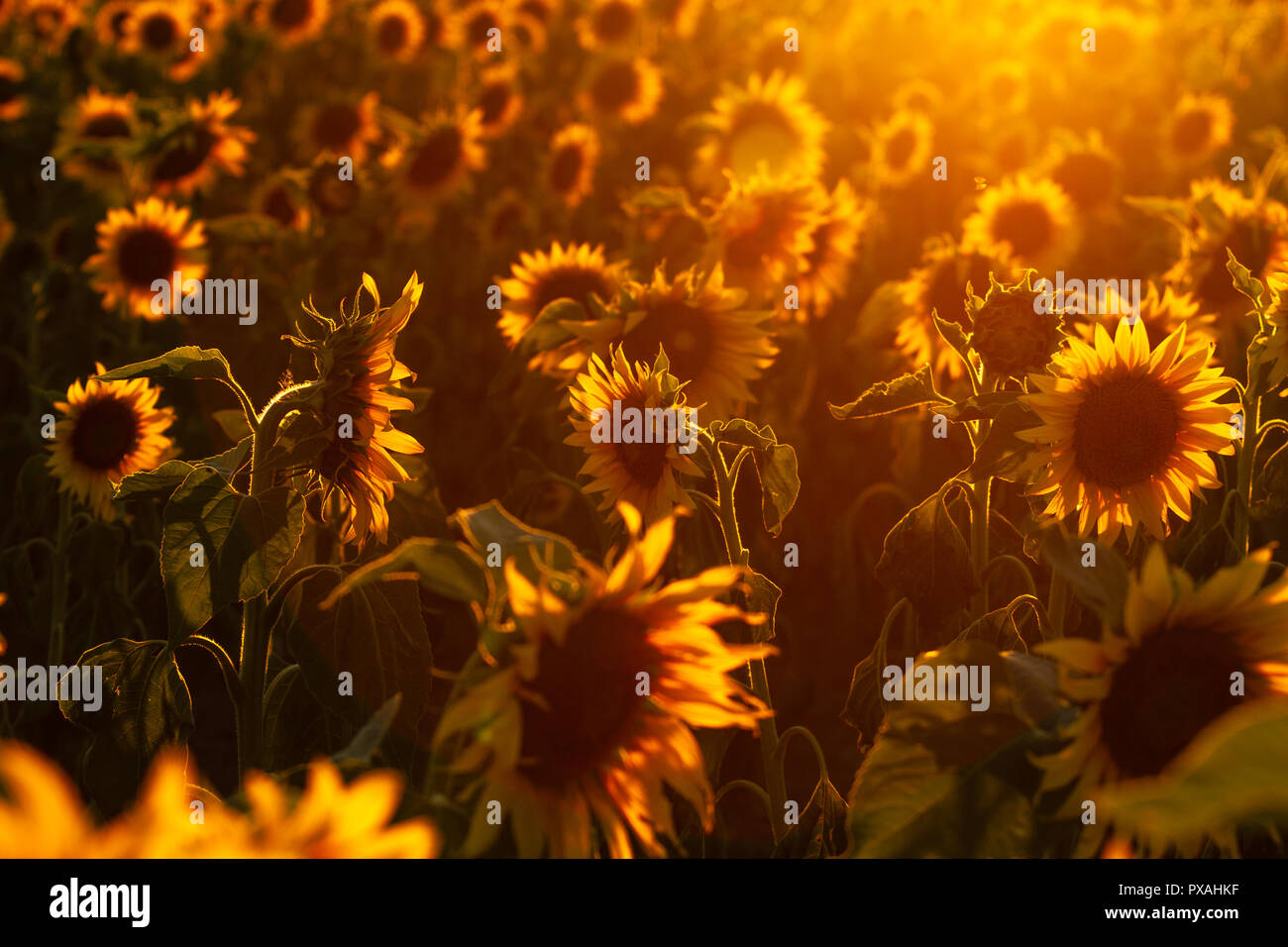 Evening sun sunflower hi-res stock photography and images - Alamy