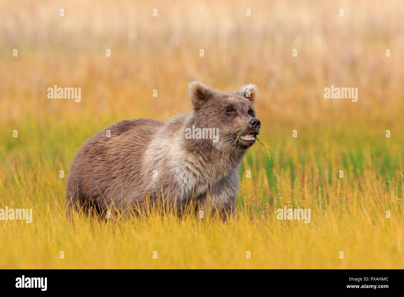 Brown Bear cub at Silver Salmon Lodge Lark Clark National Park Alaska ...