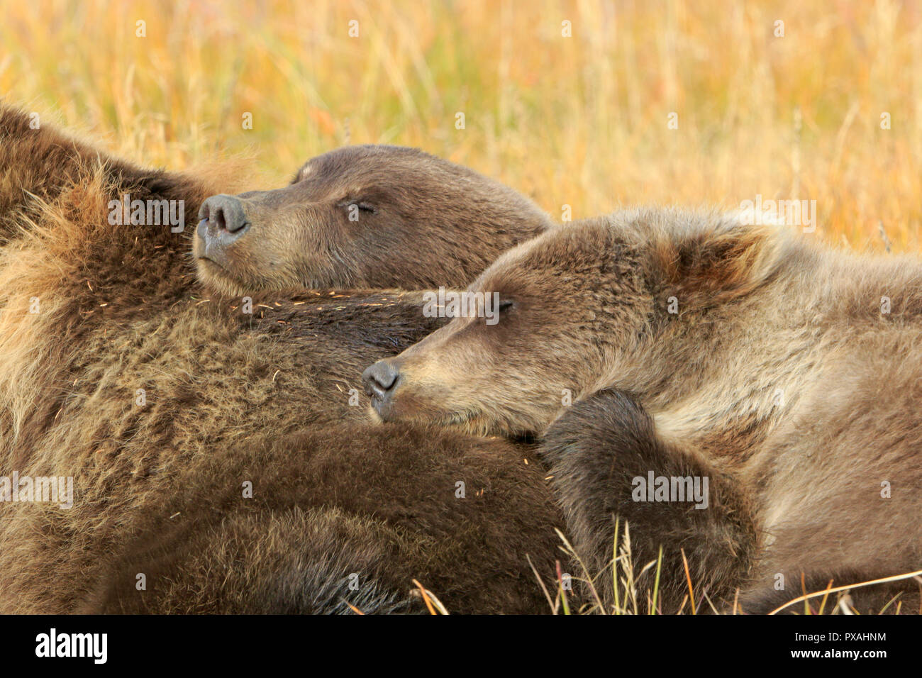 Bear cubs sleeping hi-res stock photography and images - Alamy