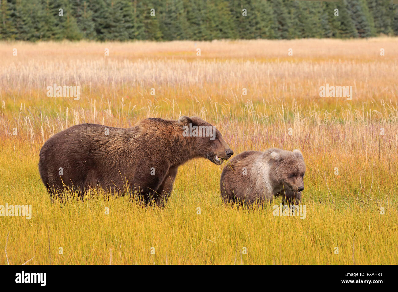 Female Brown Bear with a cub at Silver Salmon Lodge Lark Clark National ...