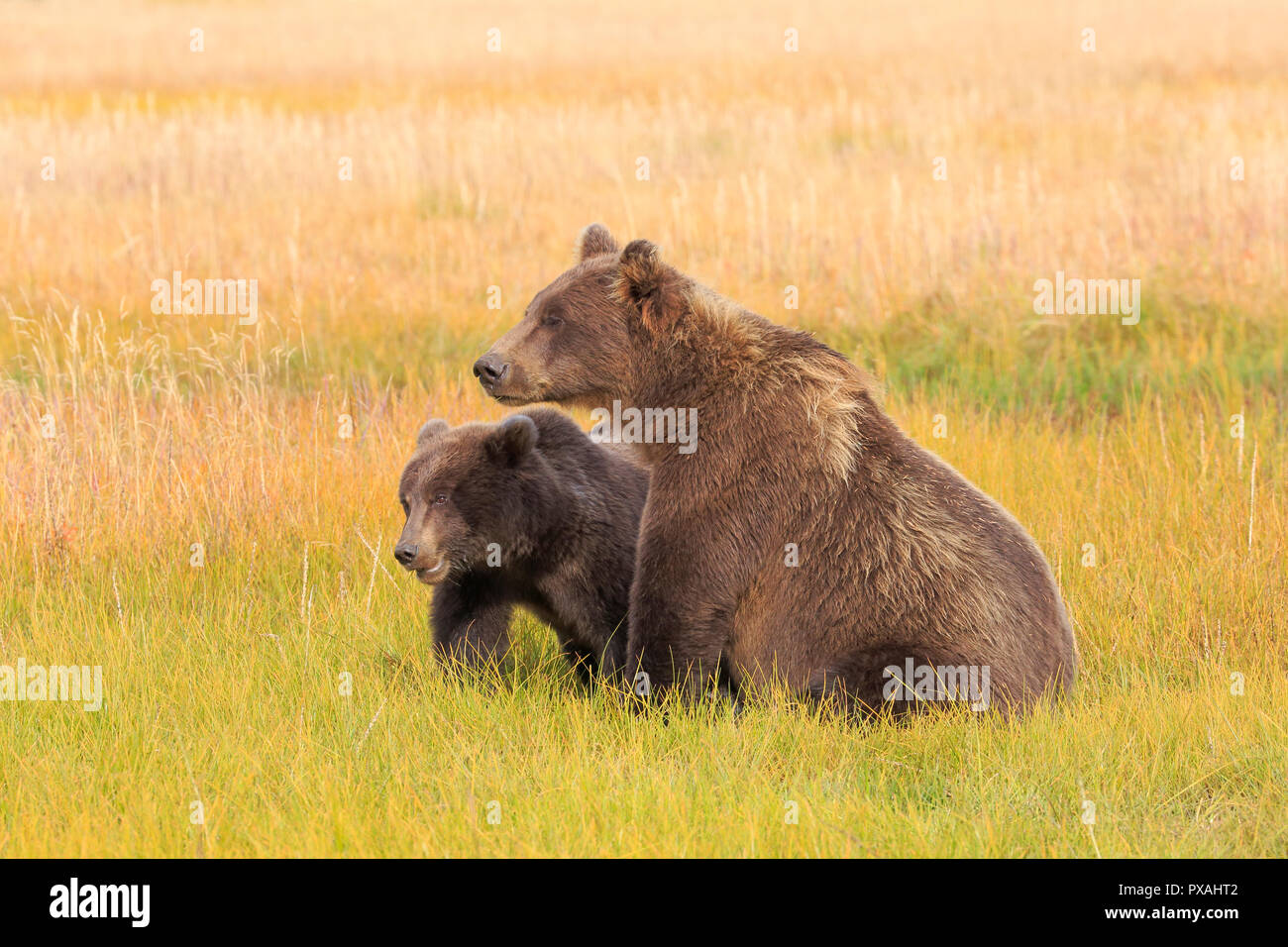 Female Brown Bear with a cub at Silver Salmon Lodge Lark Clark National ...