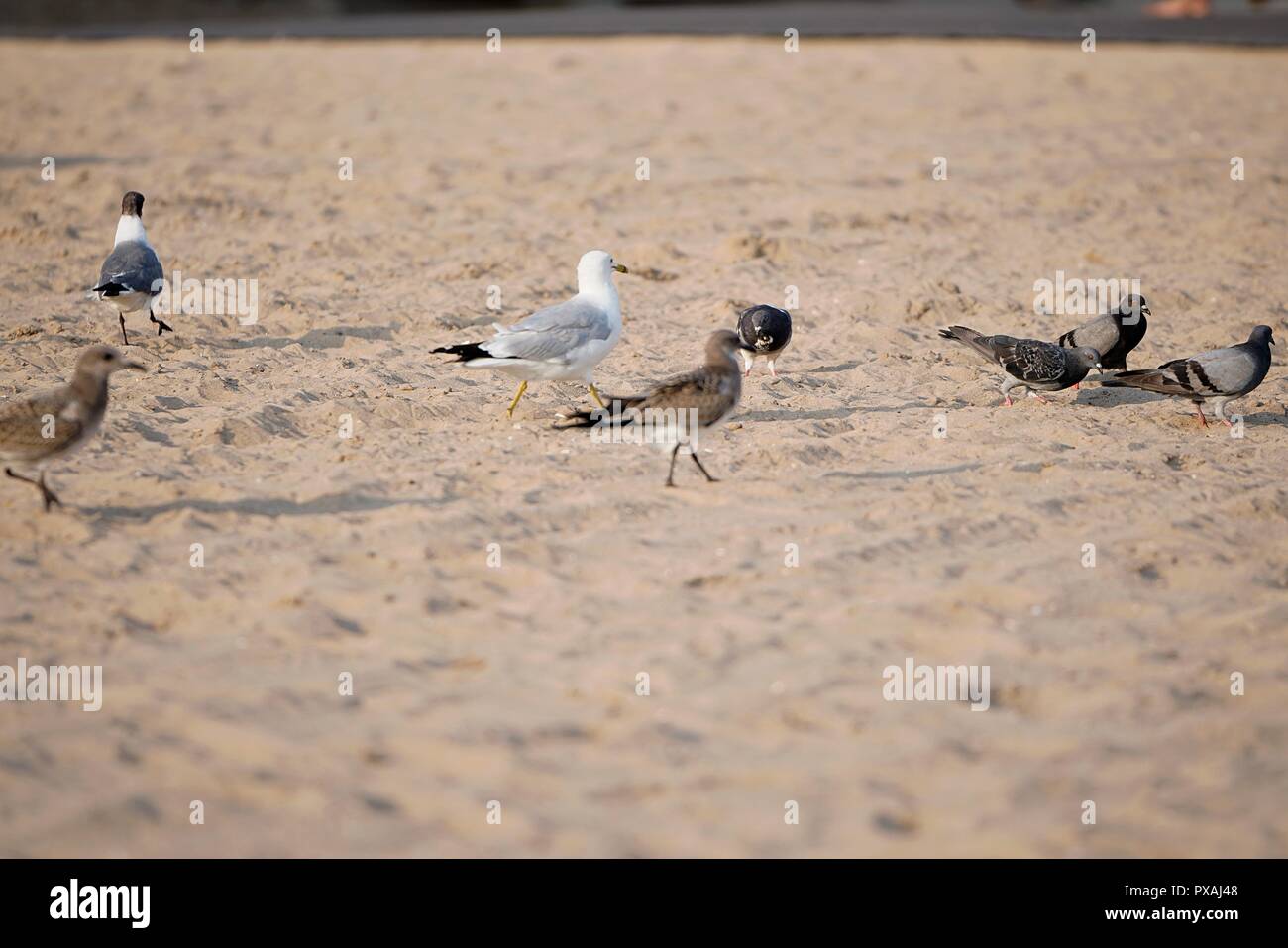 Birds on the beach Stock Photo - Alamy
