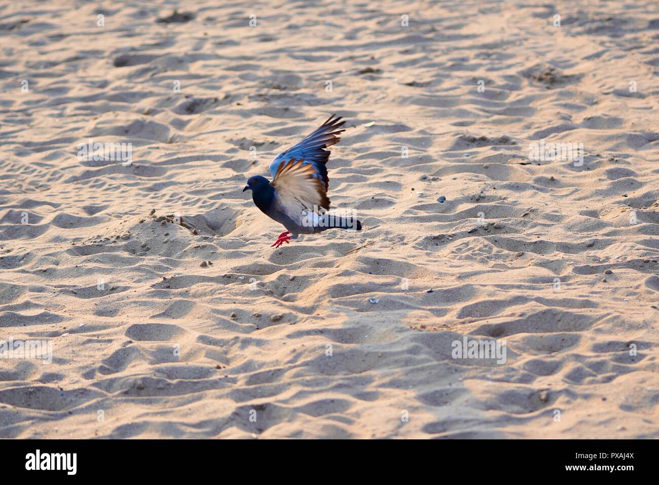 Birds on the beach Stock Photo - Alamy