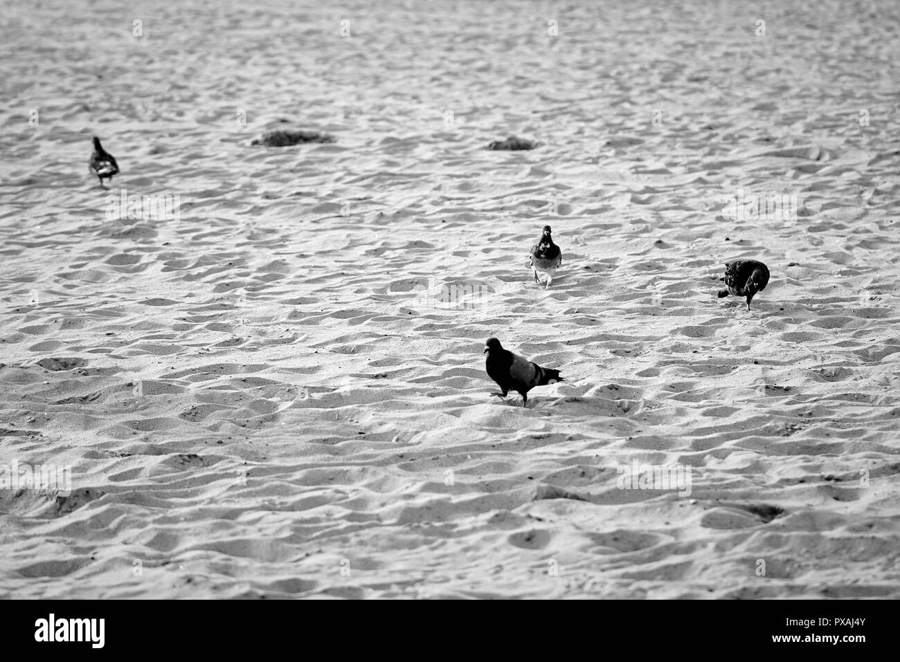 Birds on the beach Stock Photo - Alamy