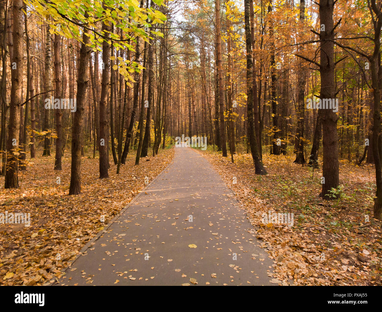 Asphalt path in the autumn deciduous forest Stock Photo - Alamy