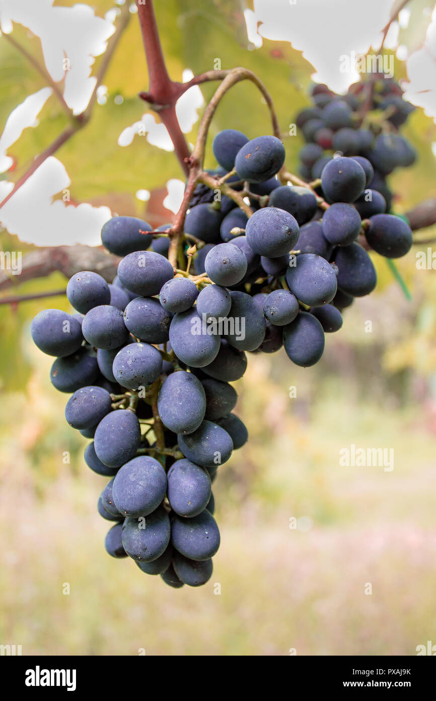 Bunch of Grapes in the Vineyard Stock Photo - Alamy