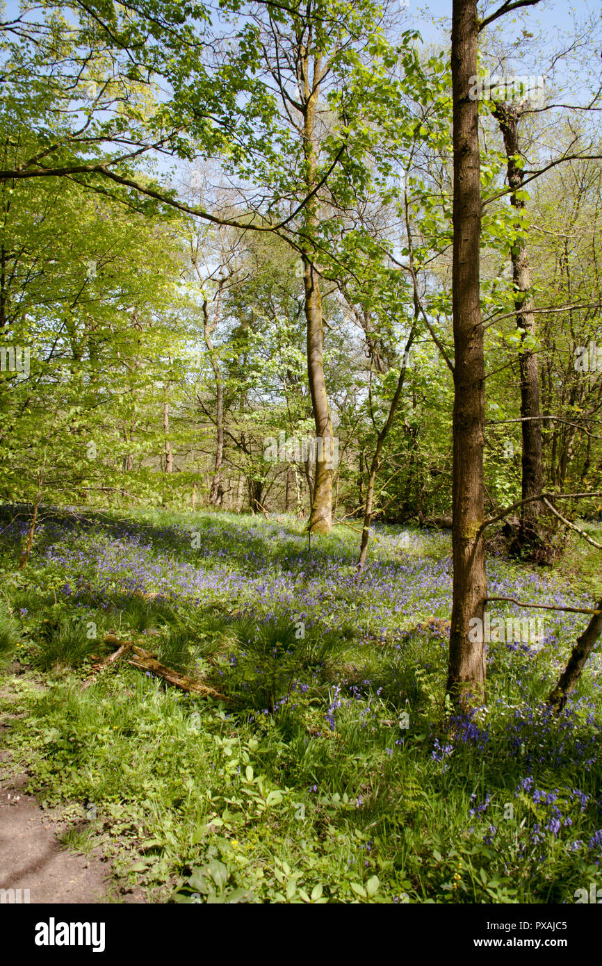 Bluebells in flower in woodland above the River Etherow in spring at ...