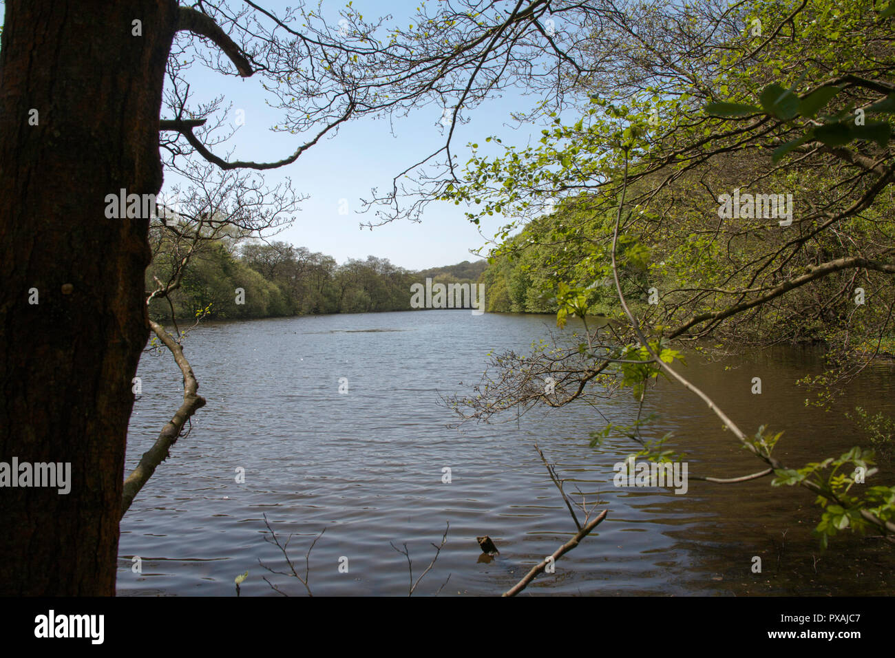 Reservoir on the River Etherow in spring at Etherow Country Park ...