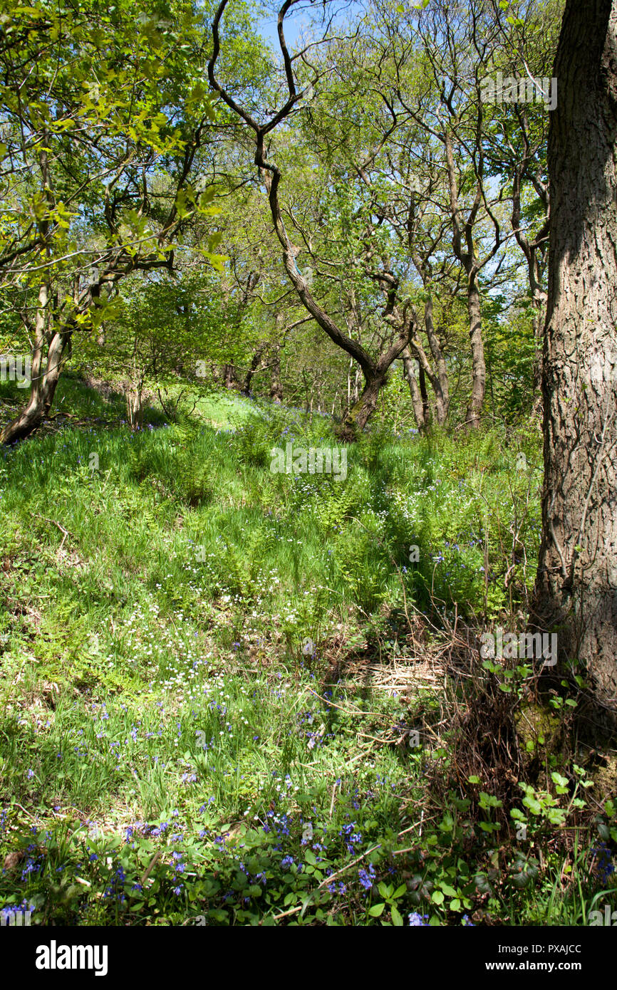 Bluebells in flower in woodland above the River Etherow in spring at ...
