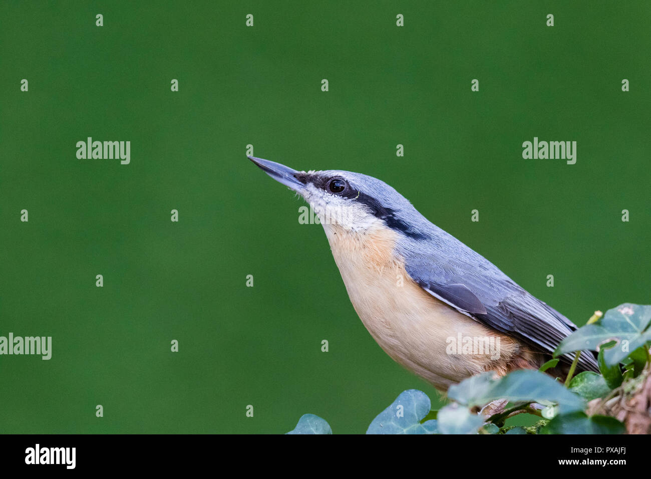 European nuthatch foraging in mid Wales Stock Photo - Alamy