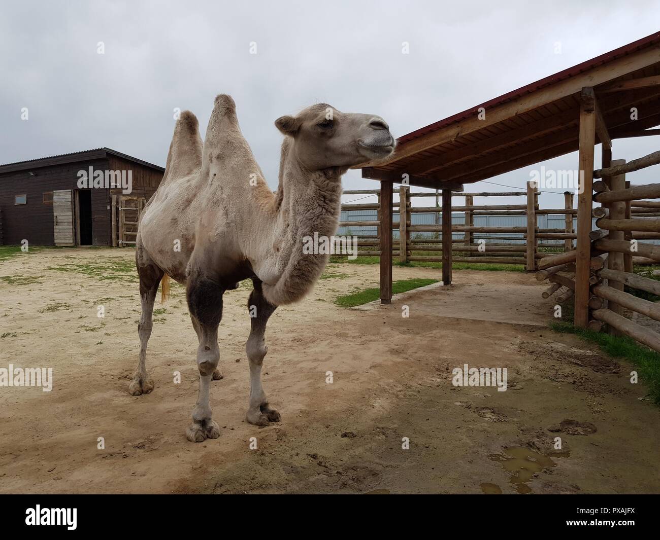 adult well-groomed camel at the zoo behind the fence Stock Photo - Alamy