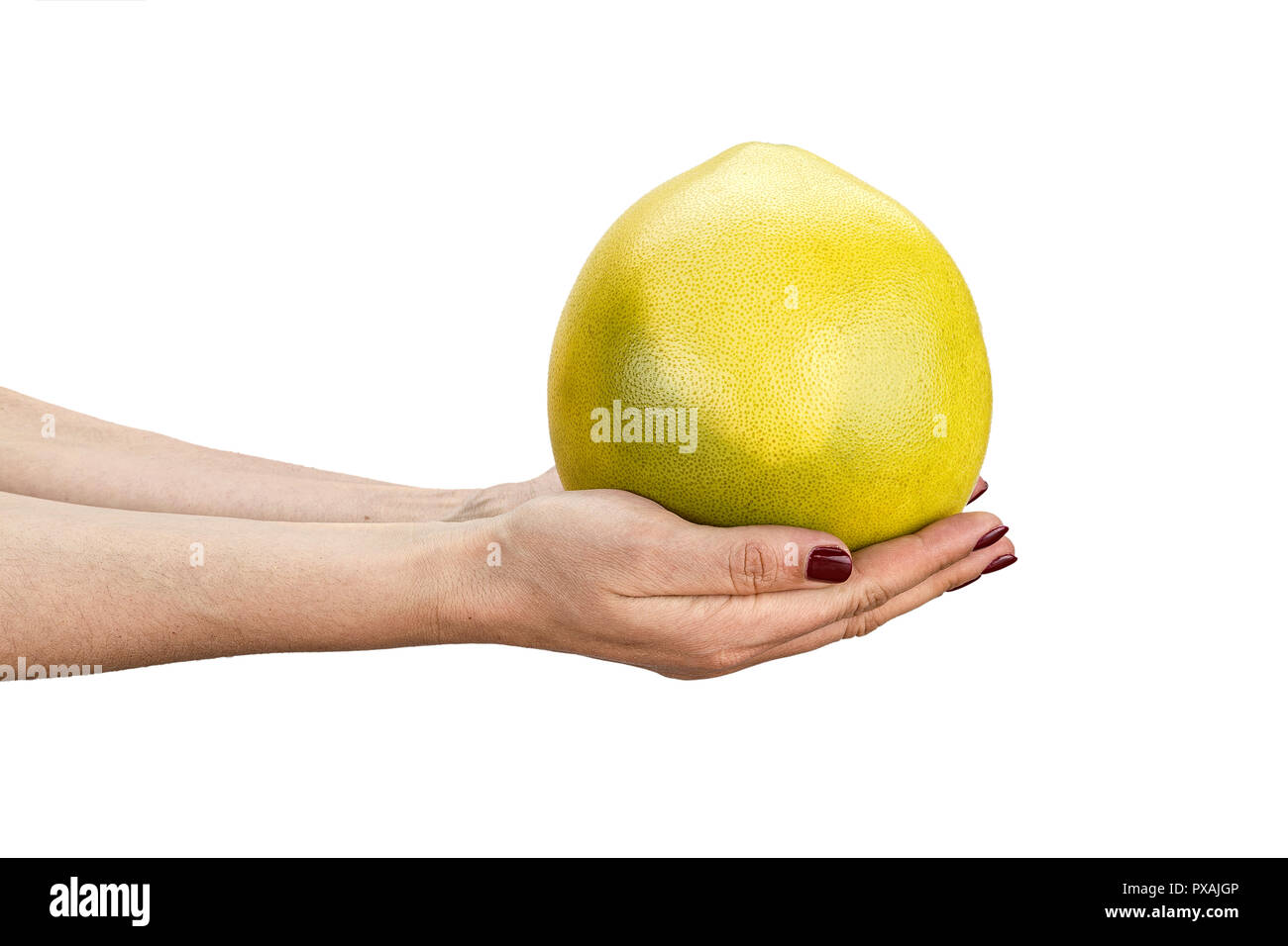 a large citrus fruit. a pomelo in a grid hold in a hand, isolated on a ...