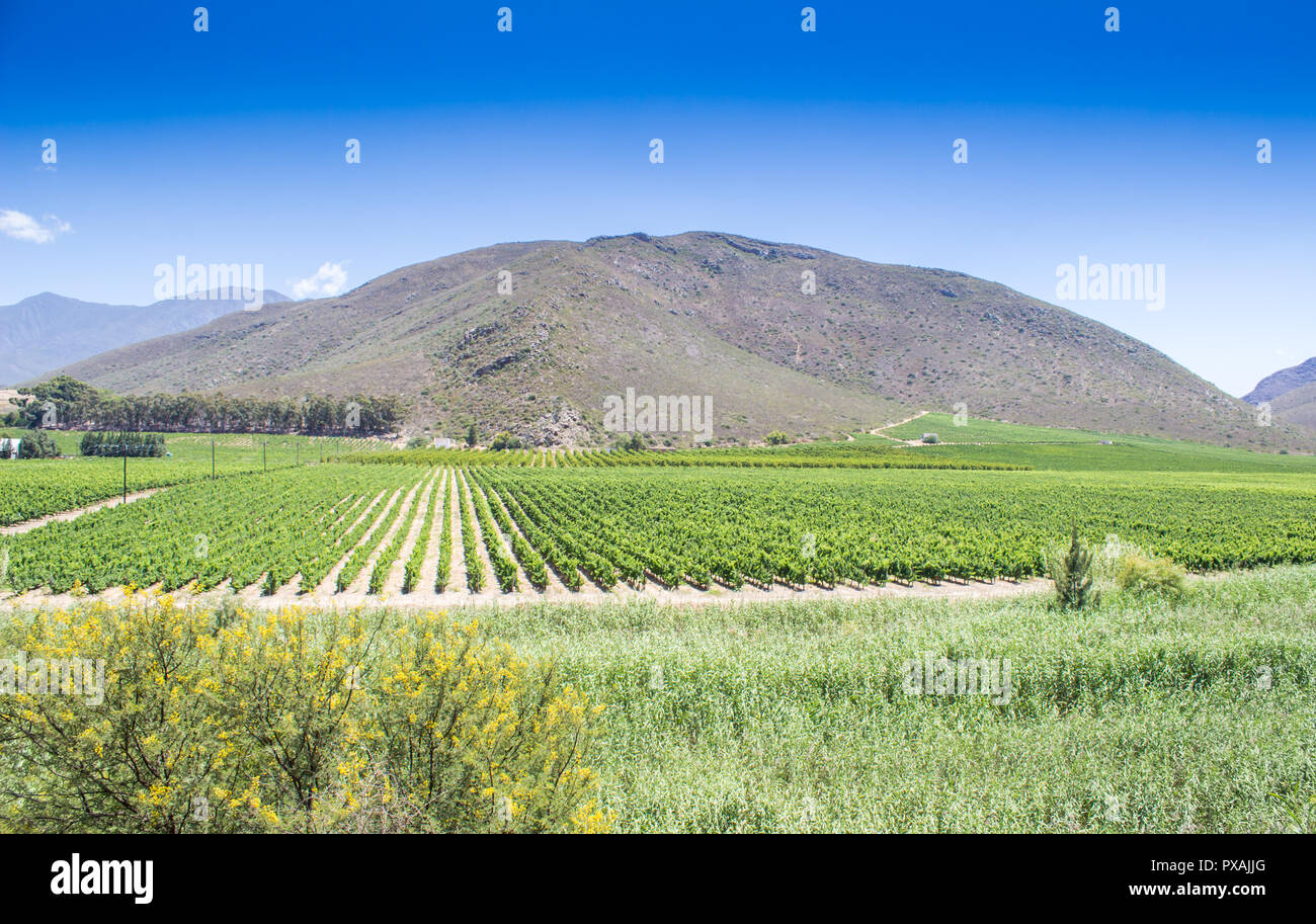 Grape vine rows in a vineyard in the distance near Robinson in South ...