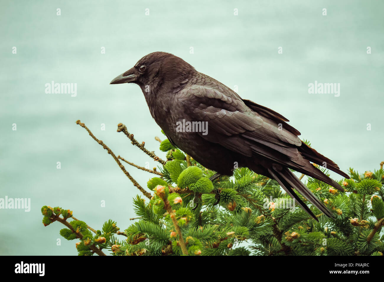 American western crow, Corvus brachyrhynchos, perched on tree, Pacific ...