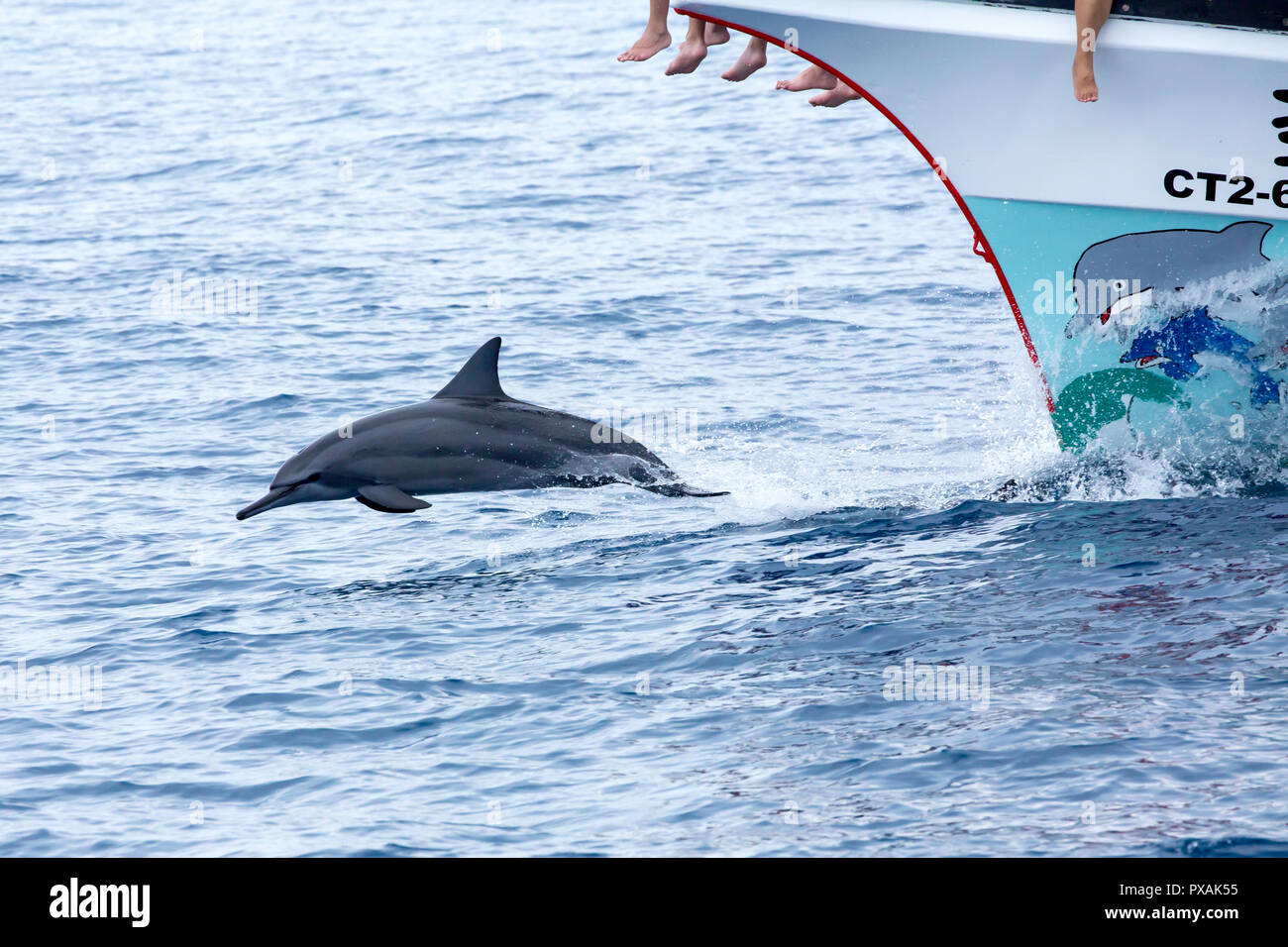 Spinner Dolphin (Stenella longirostris) jumping off the east coast of Taiwan Stock Photo - Alamy