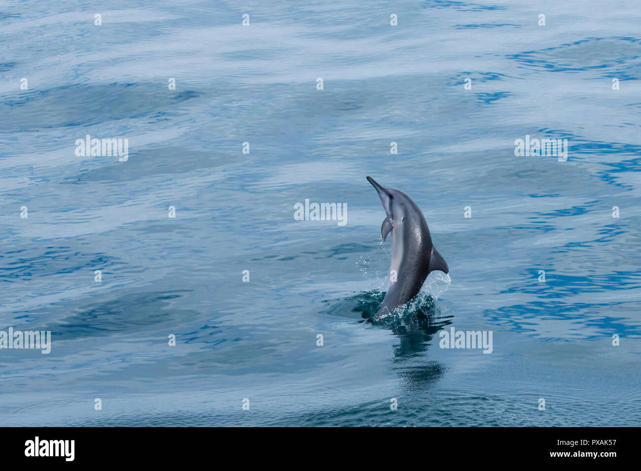 Spinner Dolphin (Stenella longirostris) jumping off the east coast of Taiwan Stock Photo - Alamy